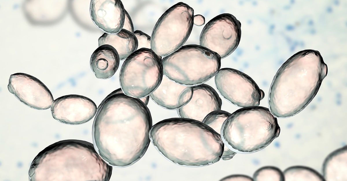 What Are Probiotic Yeasts and What Is Their Role